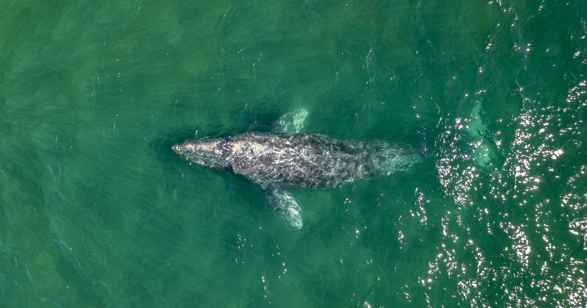 Balenele gri din Oceanul Pacific și-au micșorat dimensiunile cu 13% în ...