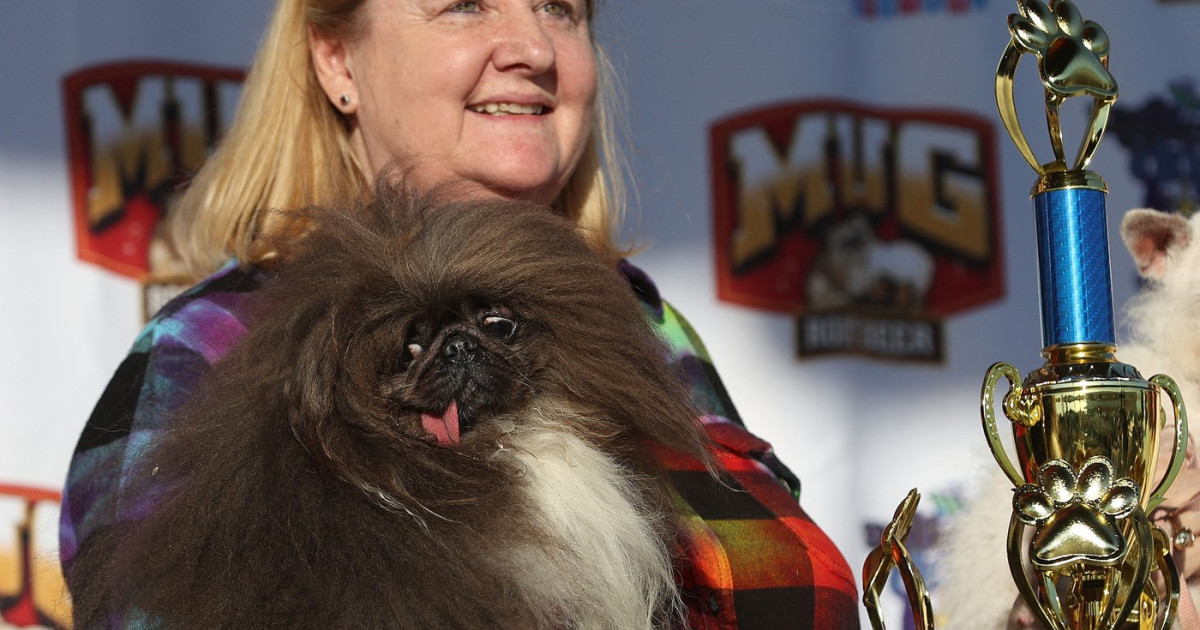 Galerie foto: Un pechinez a fost declarat „cel mai urât câine din lume ...