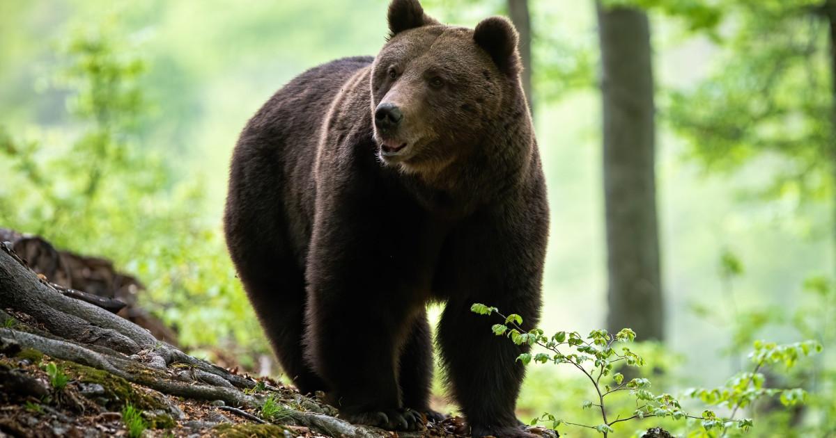 Tanczos Barna: Studiile arată o creştere a populaţiei de urs brun din ...