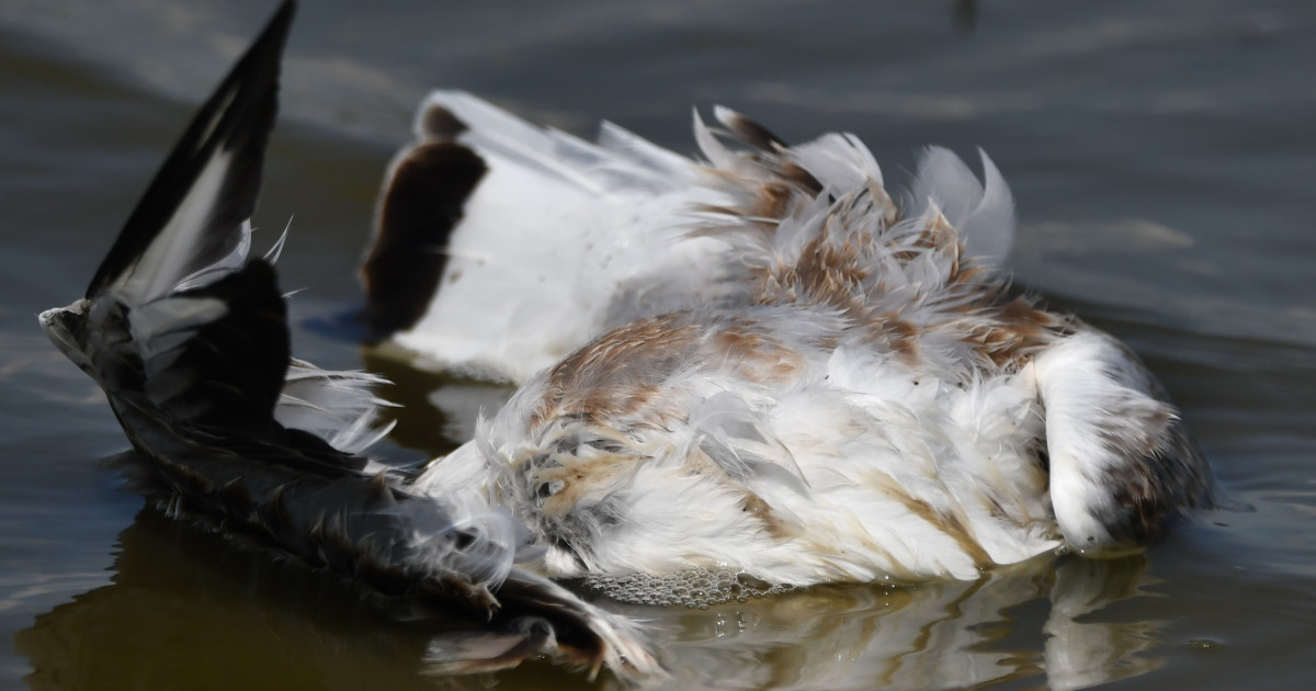 Păsări protejate, găsite împușcate în zona Lacului Sărat 2. Asociație ...