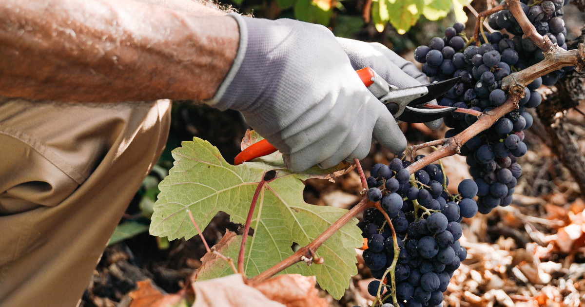 Jaf de proporții în Germania: hoții au furat toți strugurii din două ...