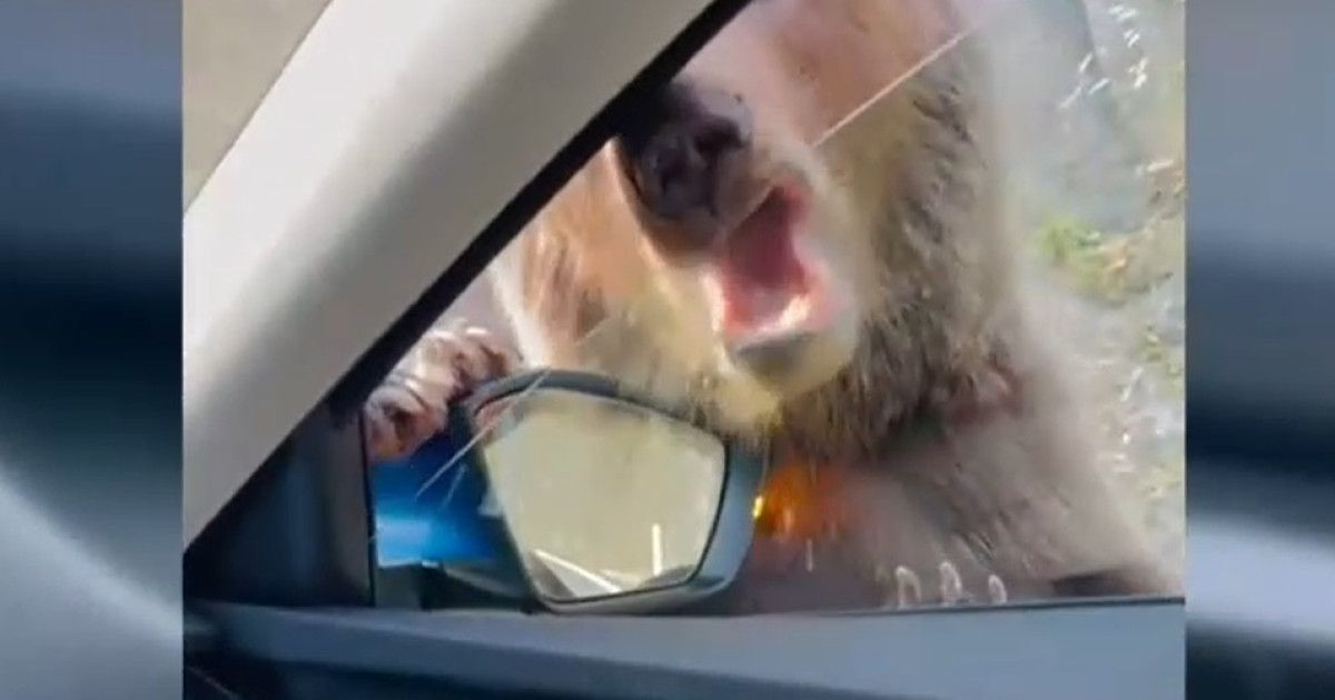 Momentul în care un urs atacă o mașină pe Transfăgărășan. Animalul ...