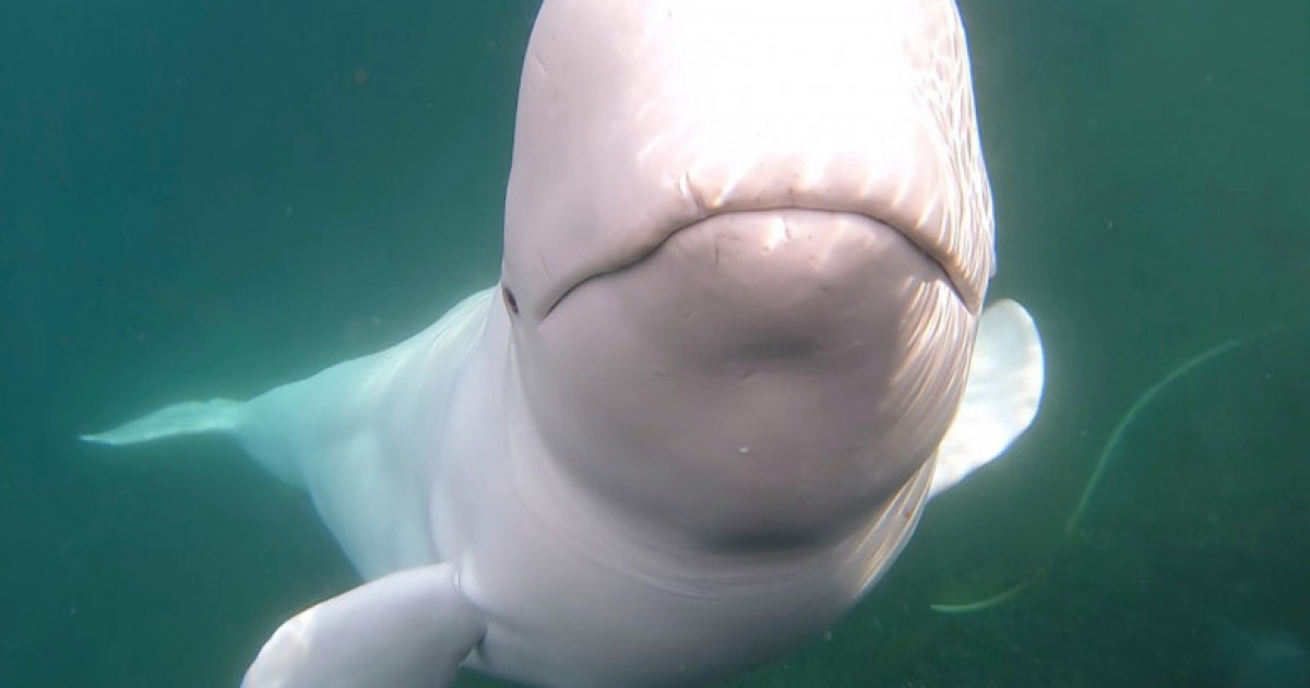 Cazul morții lui Hvaldimir, „beluga-spion” a Rusiei. Ce a indicat ...