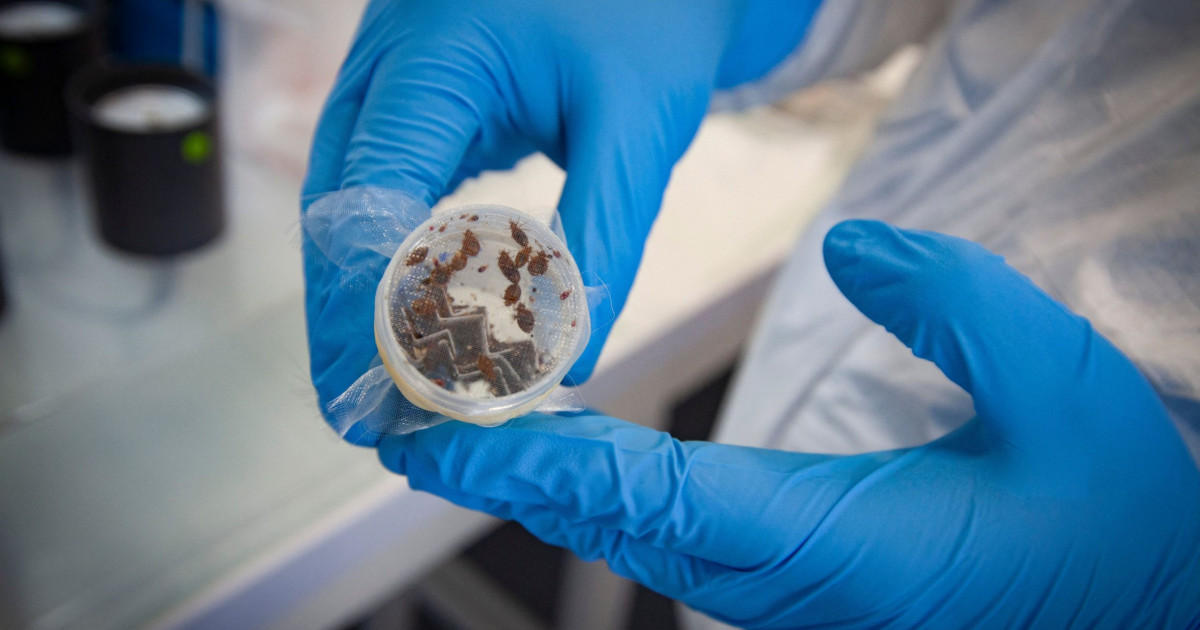 Invazie de ploșnițe într-o școală gimnazială din București. Părinții ...