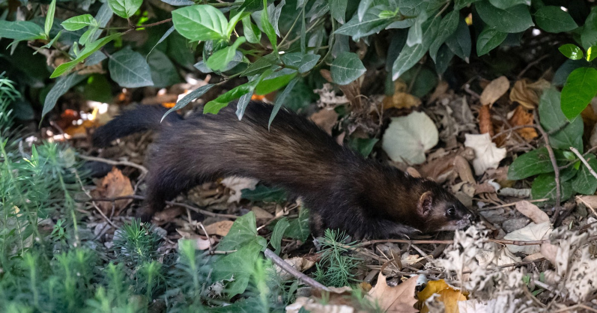 Marsilia folosește dihori pentru a scăpa de șobolani, o metodă „blândă ...