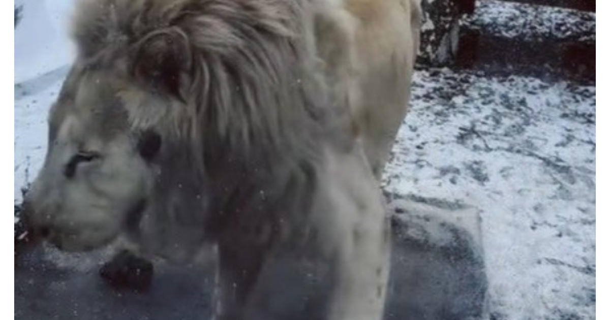 Grădina Zoo din Brașov, acuzată de „exploatare”, după ce au apărut ...