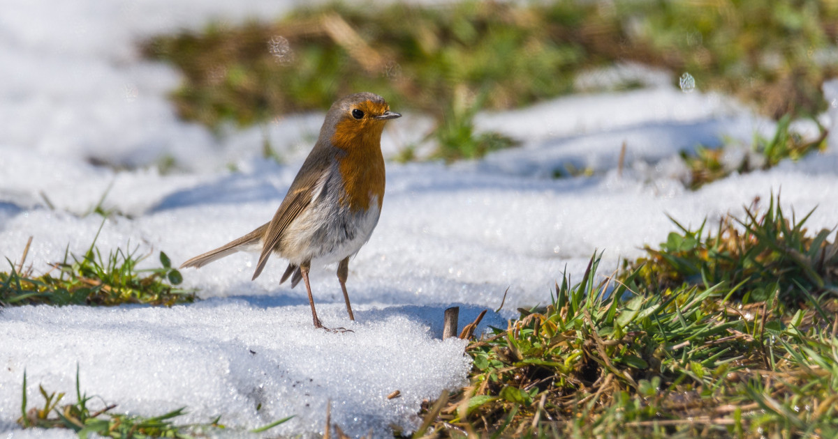 Cum va fi vremea la început de martie. Prognoza meteo pentru ...