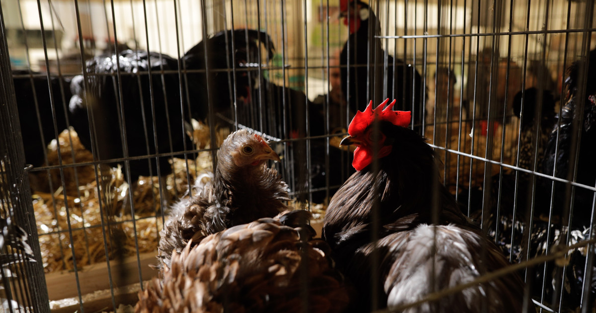 GRAFIC Producția de carne și sacrificările de animale au crescut în ...