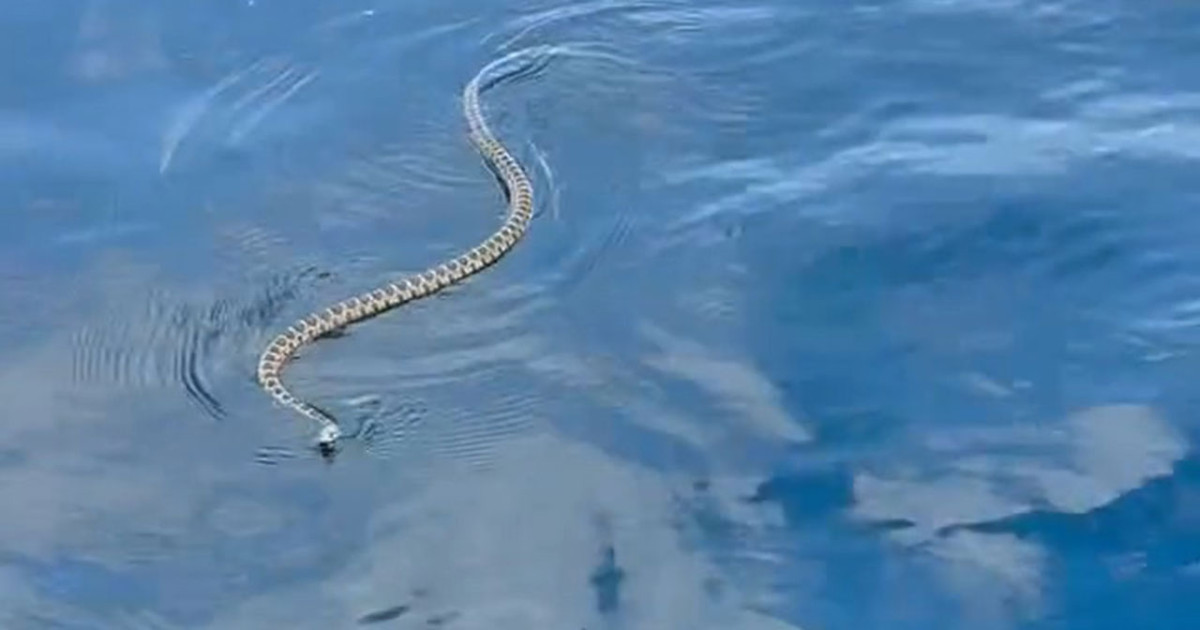 Invazie de șerpi în Ibiza. Turiștii, prea speriați ca să mai intre în ...