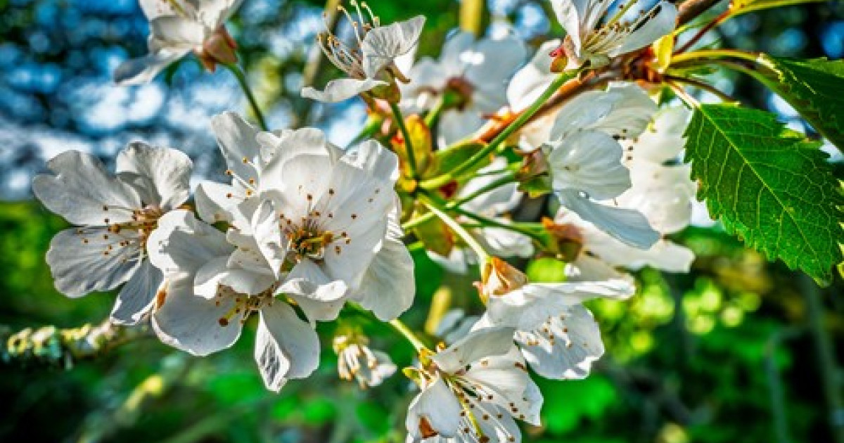 Fenomen îngrijorător în Arad: Cireşii au înflorit pentru a doua oară în ...