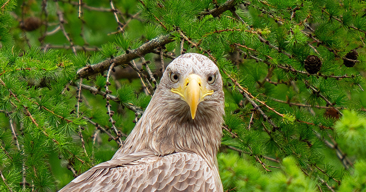 Care este animalul cu cea mai bună vedere din lume. Concluzia la care ...
