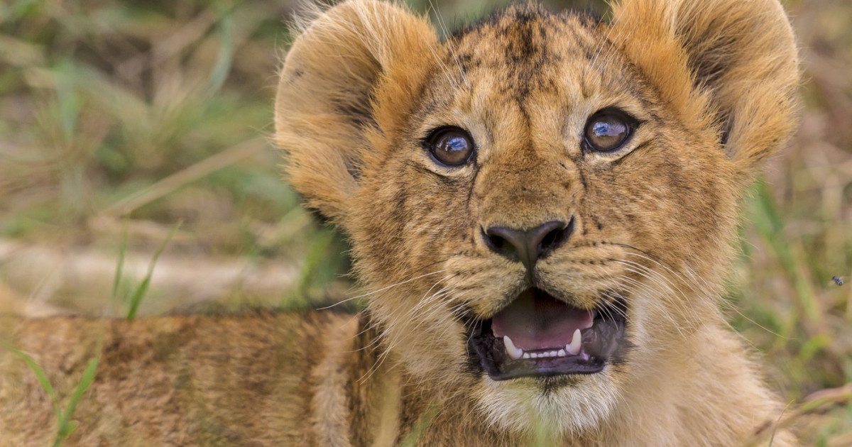 Un ceai și-o îmbrățișare cu un pui de leu: oferta unui restaurant din ...