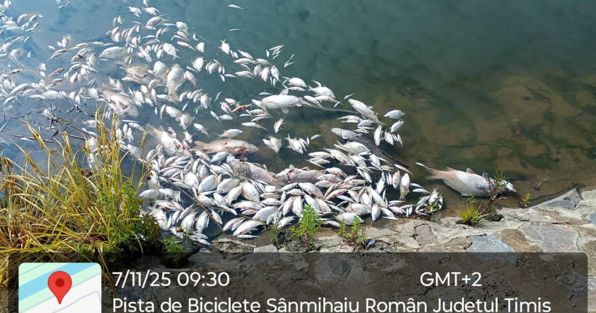 Alertă pe râul Bega: sute de pești morți au fost descoperiți pe cursul ...