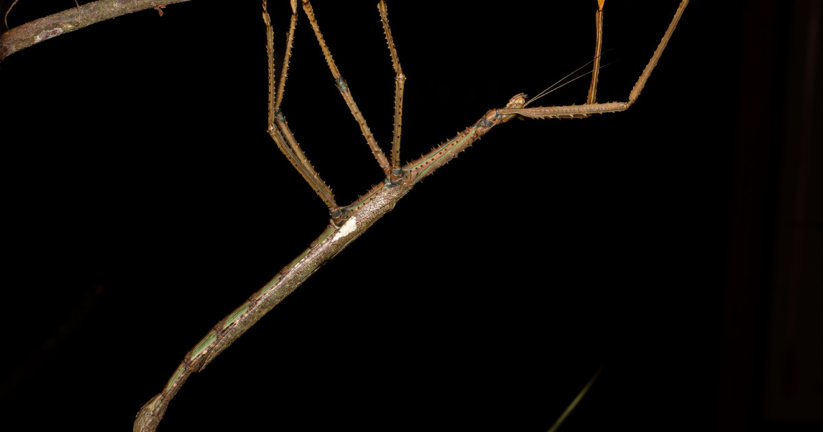 „Monstrul” descoperit în copacii Australiei: o insectă-băț de 40 de ...