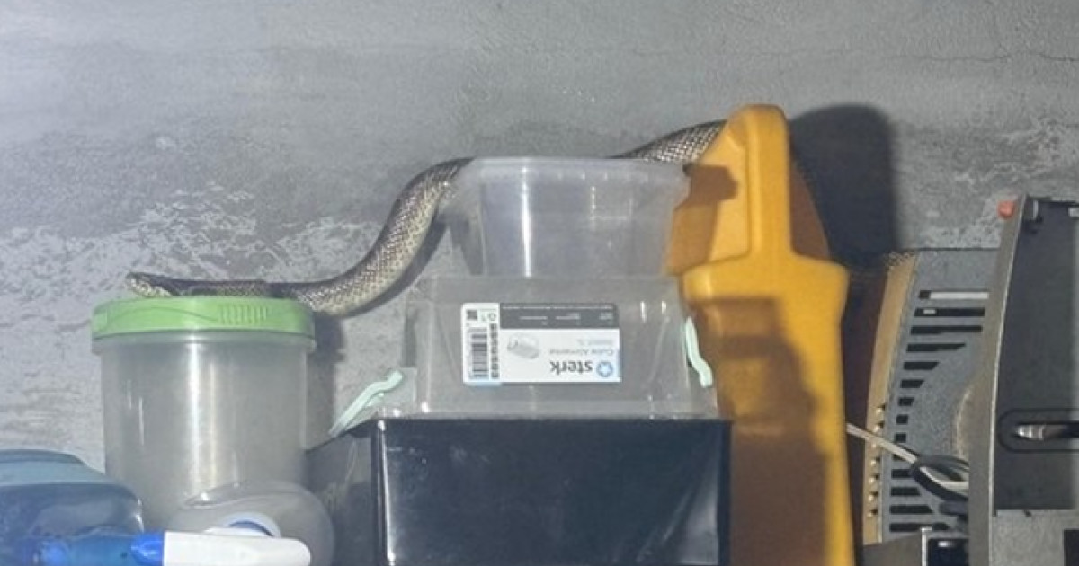 Balaur dobrogean, capturat de jandarmi într-o gospodărie din ...