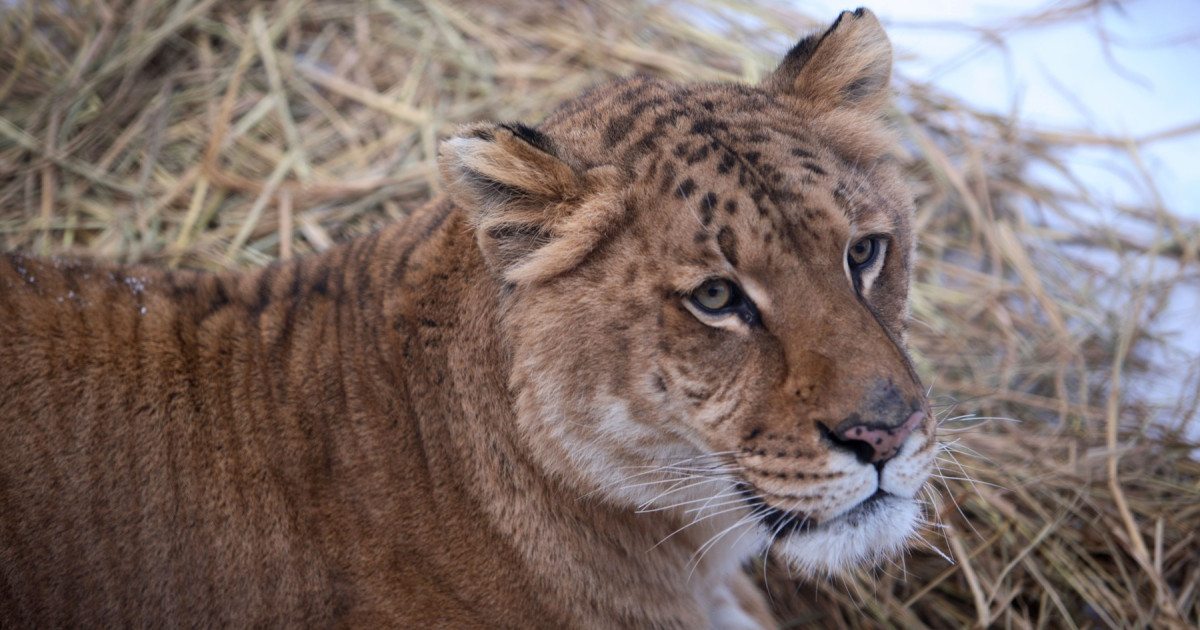 Copil de 5 ani mușcat de un ligru la zoo în Suceava. Incidentul vine după ce o fetiță a fost ...