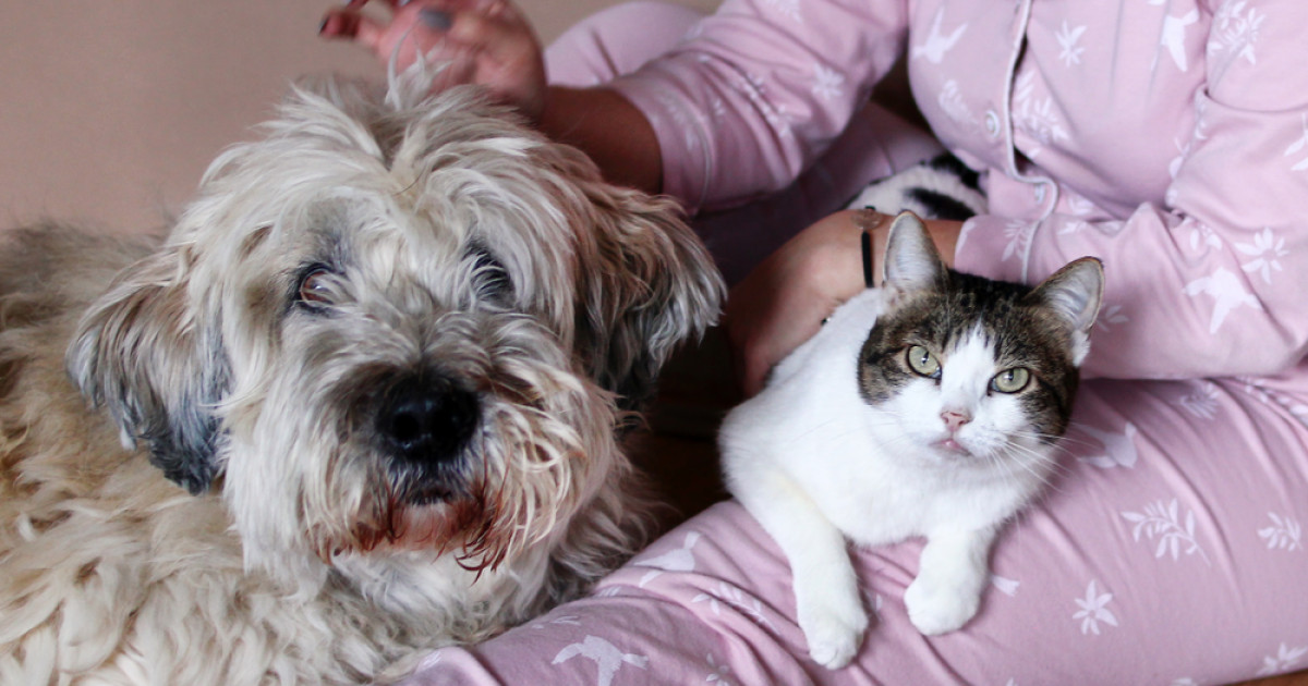 Peste jumătate dintre români au animale de companie. Ce preferă între ...