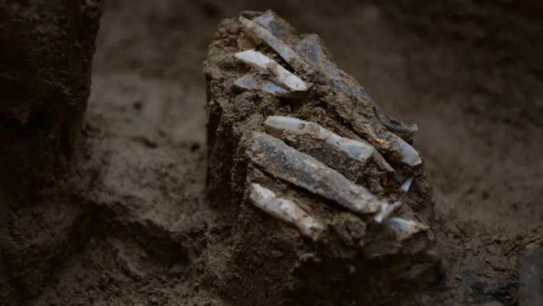 Descoperiri stiintifice - inventii noi, noutati in stiinta, articole ...