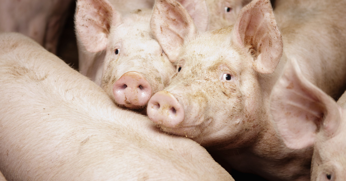 Porcul de Crăciun, rezervat încă din octombrie. Cu cât se vinde acum ...