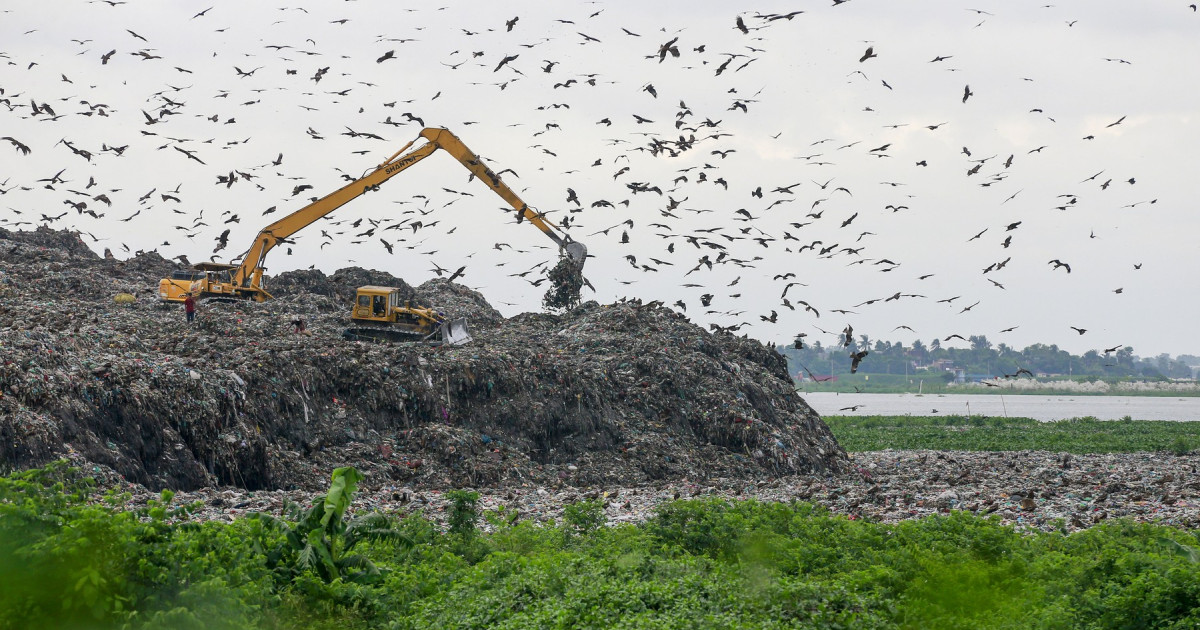 Trei din cinci specii de păsări sunt în declin. Focile arctice, aproape ...