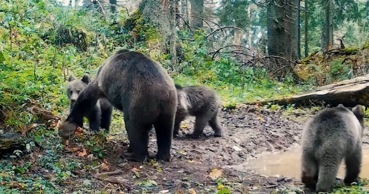 Imagini cu o ursoaică și trei pui, în Parcul Natural Apuseni ...