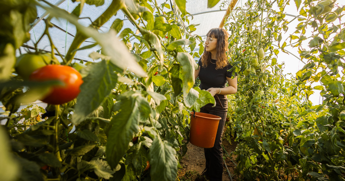 Costuri de zeci de mii de lei pentru încălzirea solariilor, legume mai ...