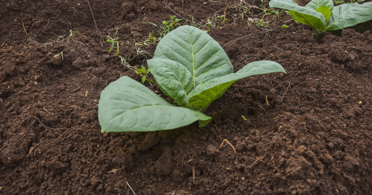 Un grup de cercetători a creat o plantă de tutun cu cinci substanțe ...