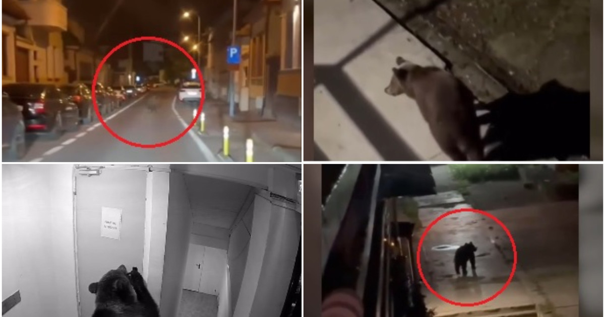 „Nu se poate așa ceva!”. Oraș sub teroarea urșilor, zi și noapte. Peste ...