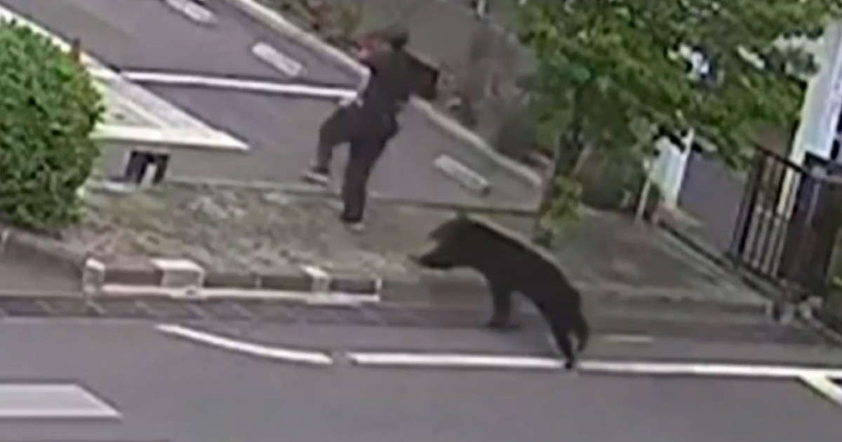 Un urs a rănit patru oameni în Japonia: unul dintre atacuri a fost ...