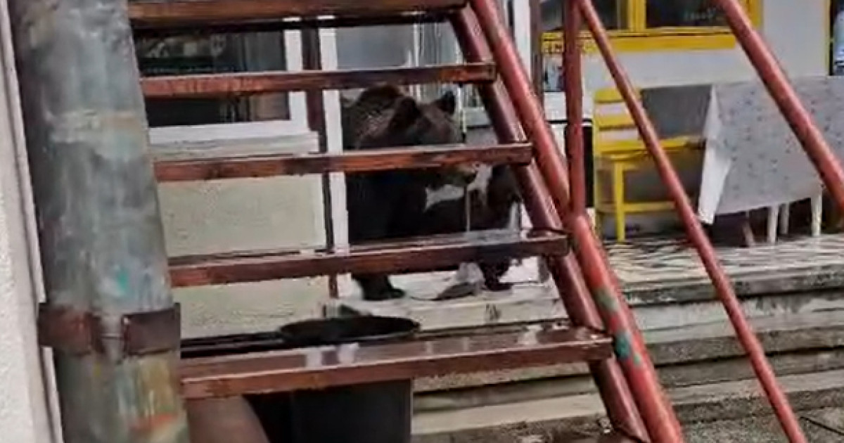 Urs cu pui intră în casă din Bușteni