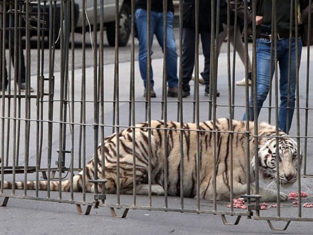 GALERIE FOTO: Un tigru bengalez a semănat panică după ce a scăpat de la ...