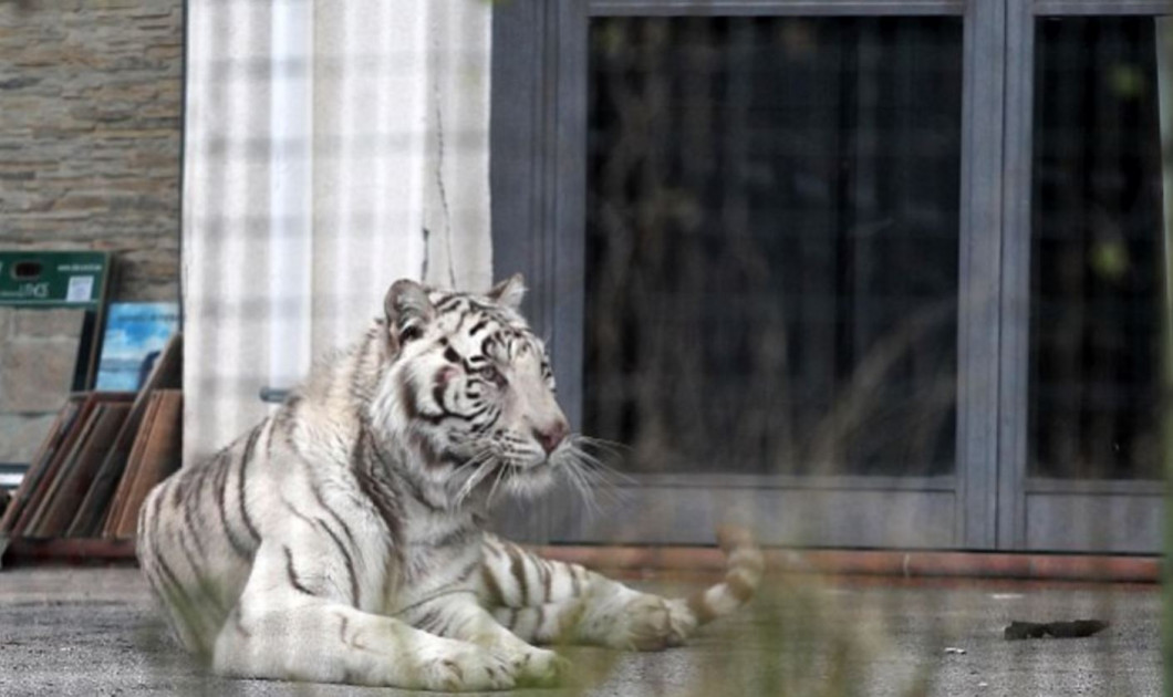 GALERIE FOTO: Un tigru bengalez a semănat panică după ce a scăpat de la ...