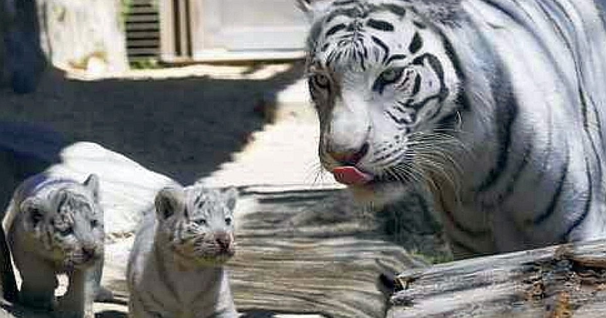 VIDEO Patru pui de tigru alb născuţi în captivitate, principala ...