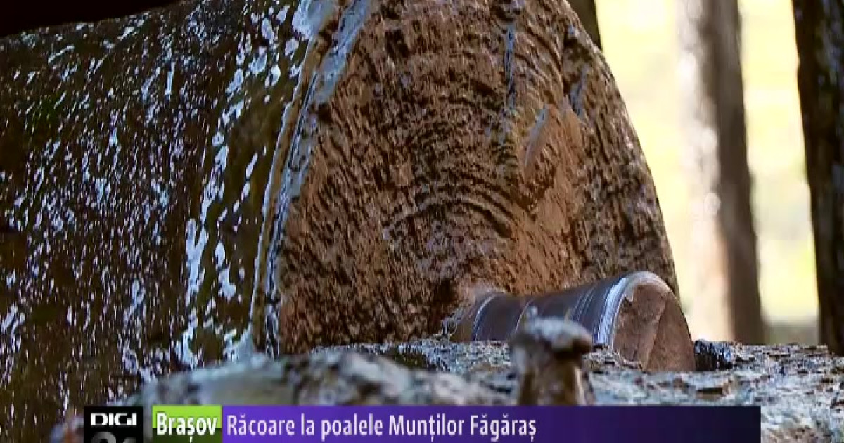 Racoare la poalele Munţilor Făgăraş. Moara din Ohaba este locul ideal ...