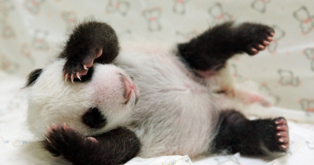 VIDEO. Un pui de panda s-a întâlnit cu mama sa la o lună după naştere ...