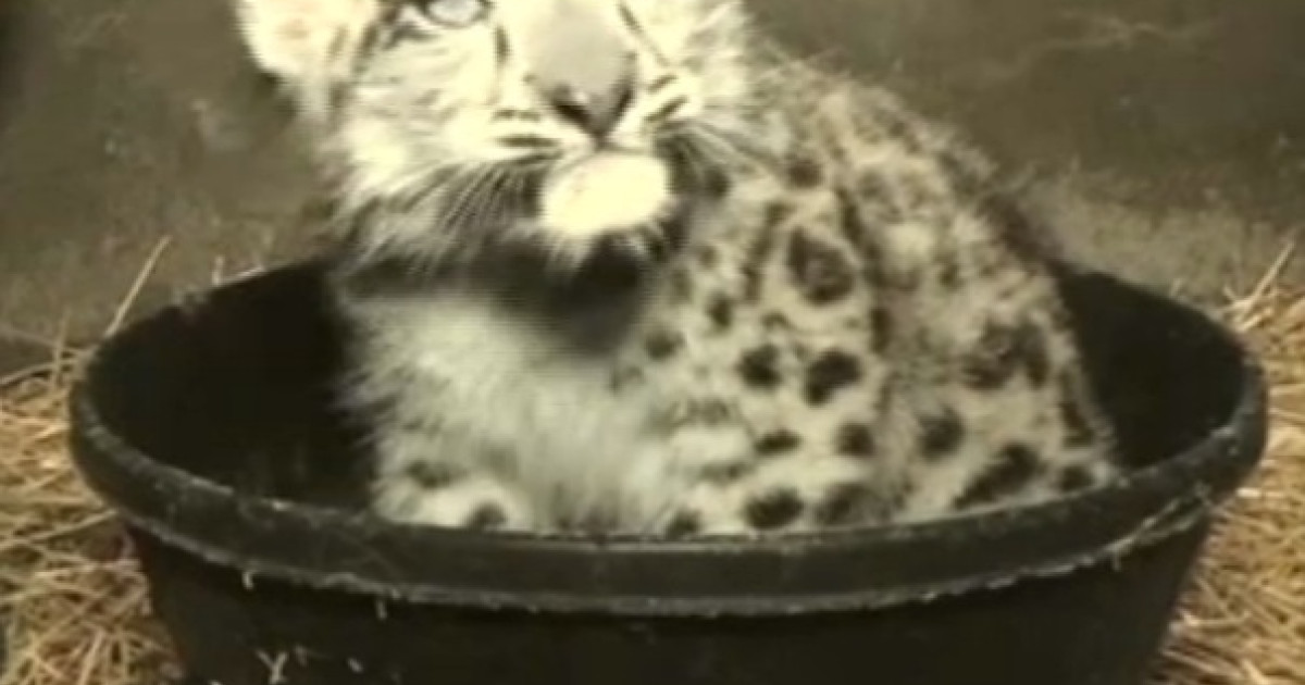 Pui de leopard de zăpadă, vedetă în SUA. În sălbăticie mai există între ...