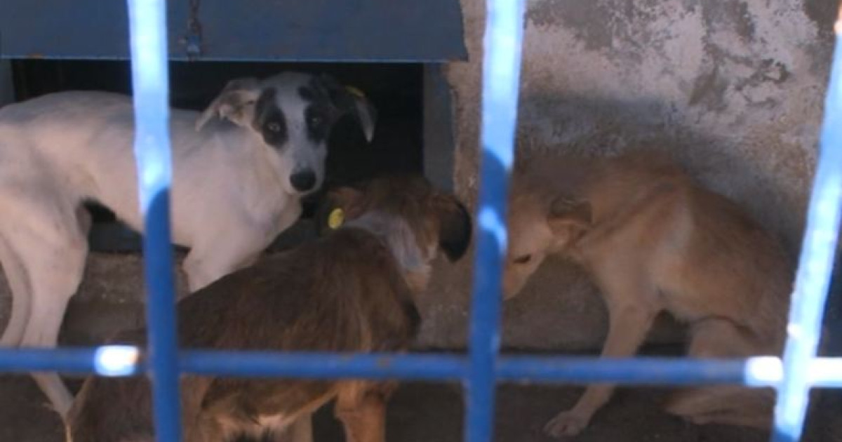 Maidanezii, o problemă fără soluții. În București sunt peste 64.000 de ...