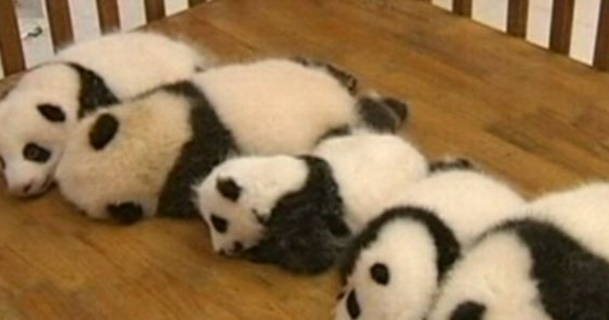 Vedete la grădina zoologică. 14 pui de panda au fost prezentați ...