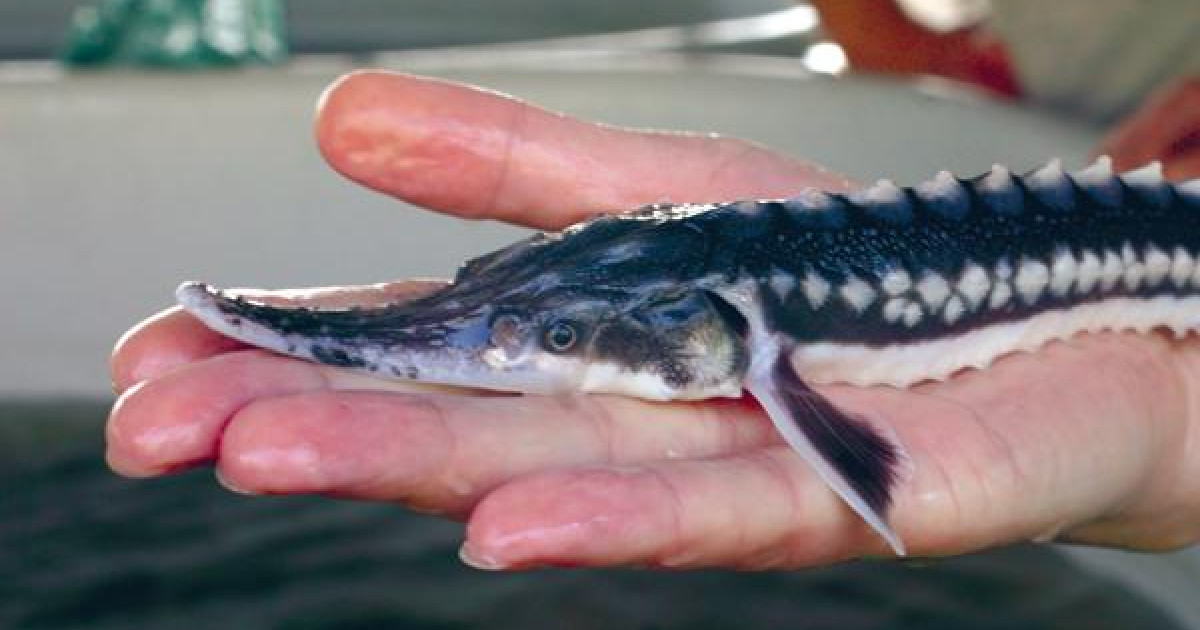 Vom avea sturioni în Dunăre | Digi24