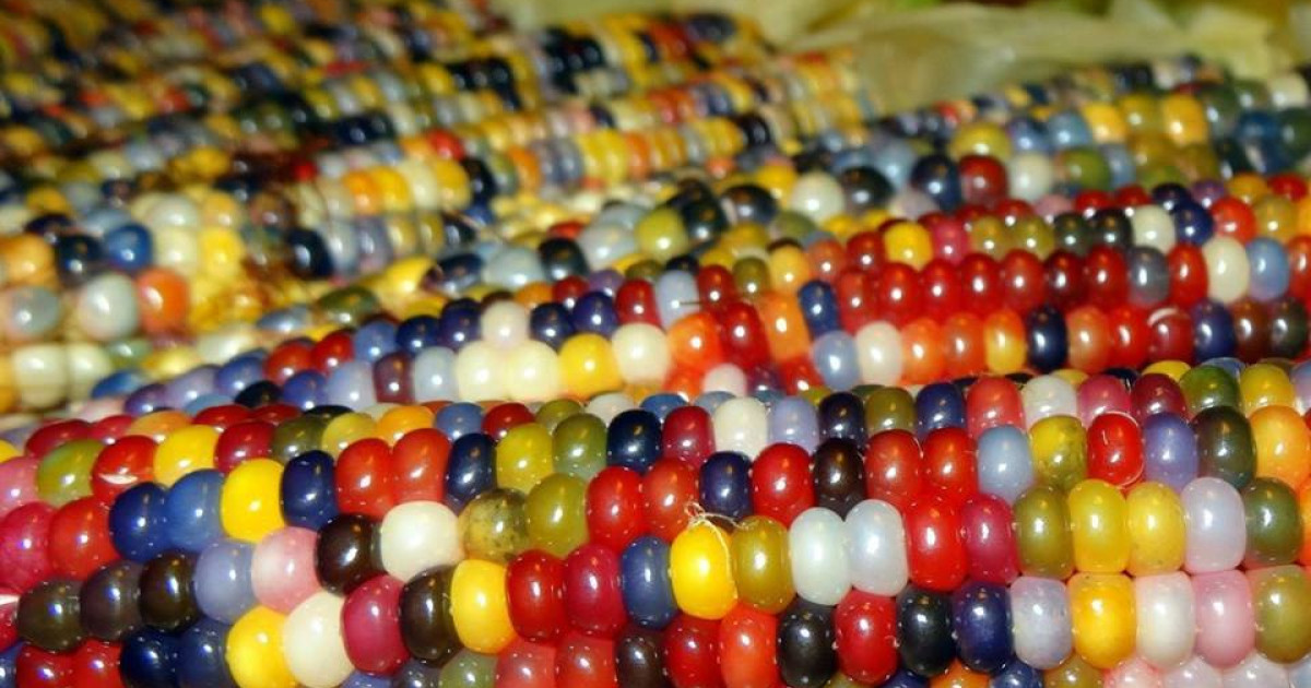 VIDEO Un soi de porumb cu boabe colorate a fost obţinut în SUA, după ...