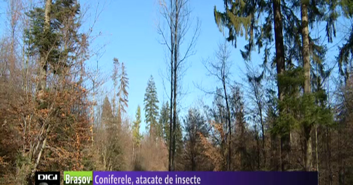 Coniferele din judeţul Braşov, ameninţate de insectele Ips Typographus ...