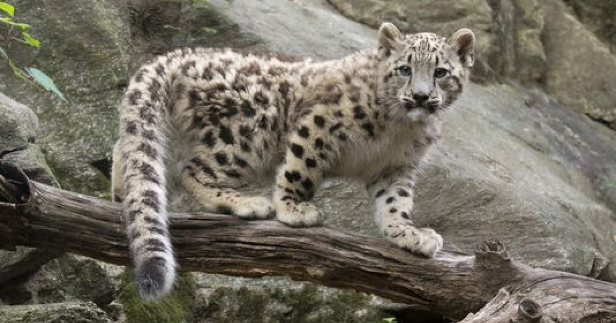 VIDEO. Doi pui de leopard de zăpadă au fost prezentaţi publicului la ...