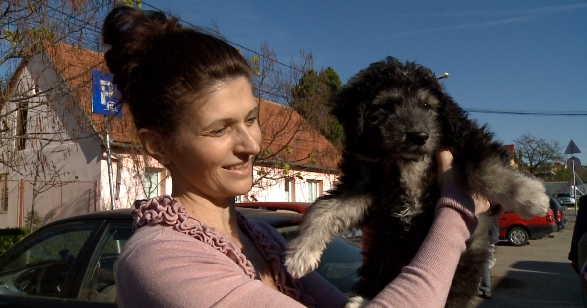 Microcipare de teama amenzilor. Proprietarii de câini din Oradea au ...