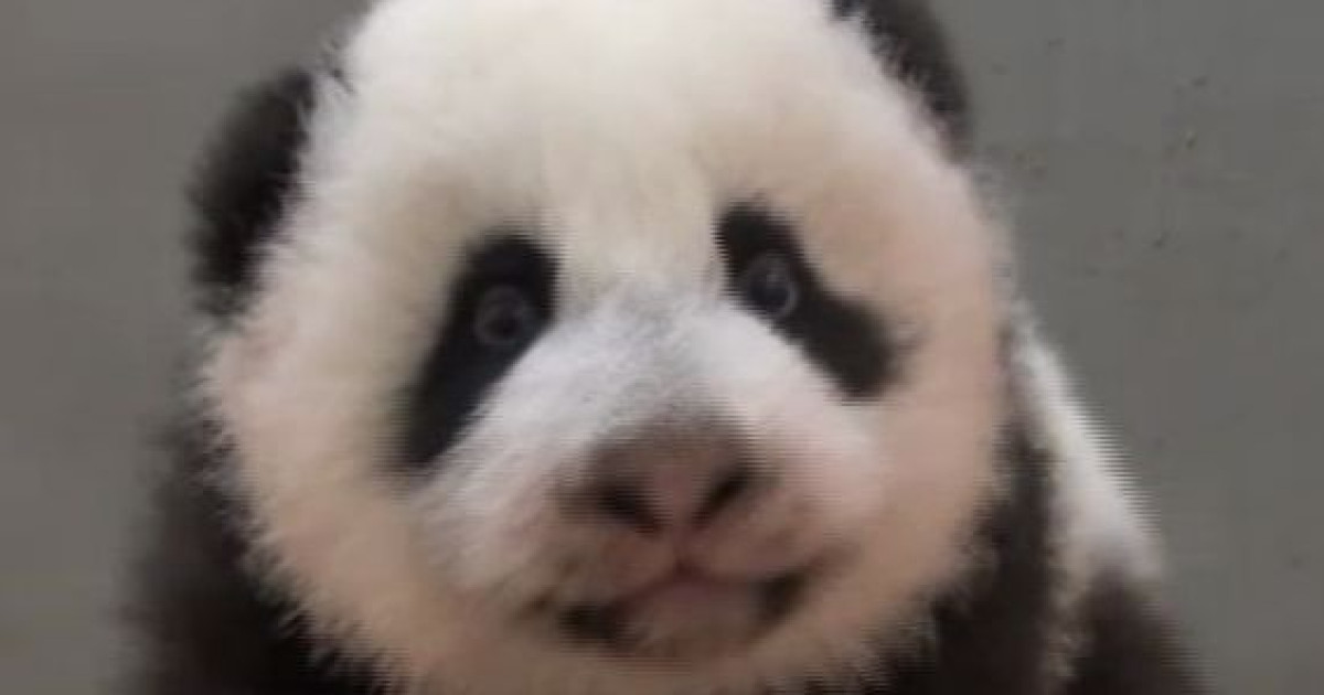 VIDEO. Primul pui de panda născut în Taiwan a fost prezentat publicului ...
