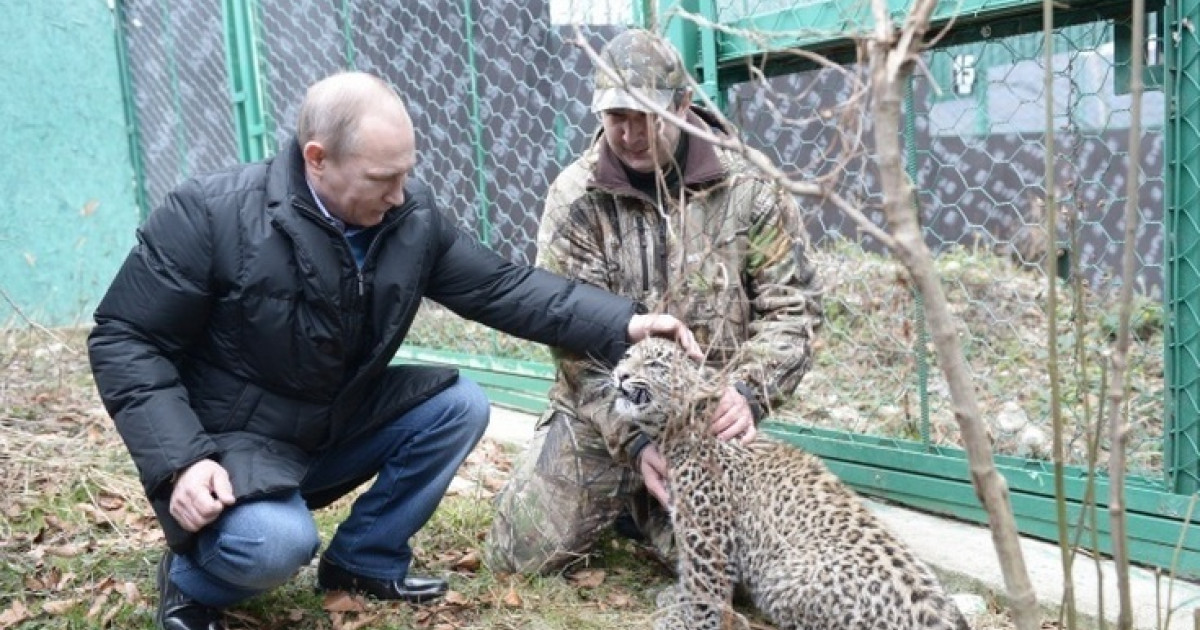 VIDEO. Putin, poveste de dragoste cu un pui de leopard al zăpezilor ...
