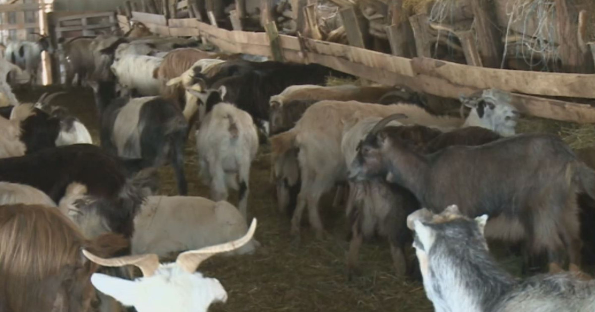 Caprele carpatine au defecte genetice | Digi24