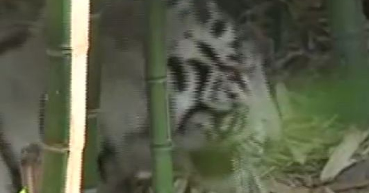 VIDEO Tigri albi, vedete la zoo în Chile | Digi24