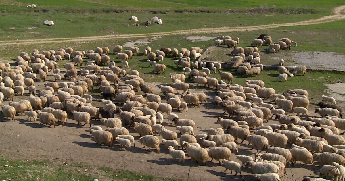 Mieii, sacrificaţi în abatoare autorizate. Noua procedură ar putea ...