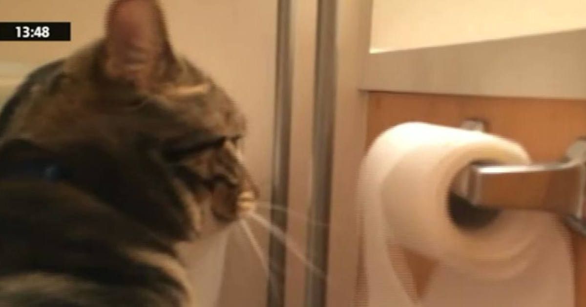 VIDEO. O pisică disciplinată: desfăşoară un sul de hârtie, dar îl și ...