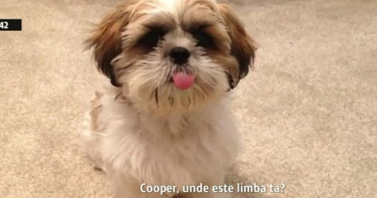 VIDEO. Cățelul care scoate limba la comandă | Digi24